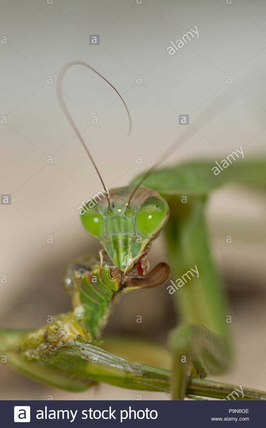 Chinese Praying Mantis Stock Photos & Chinese Praying Mantis Stock ...