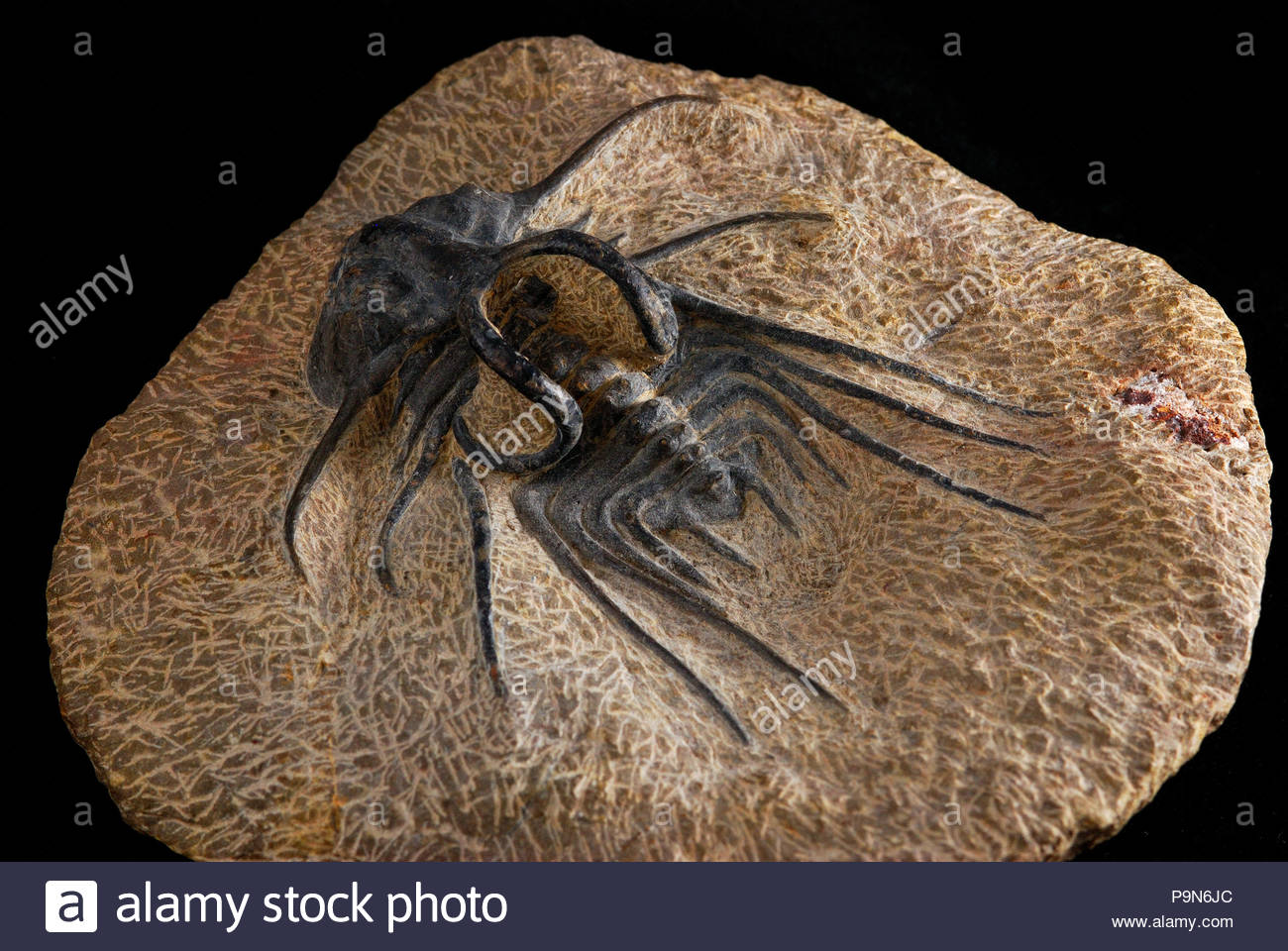 Trilobites Stock Photos & Trilobites Stock Images - Alamy