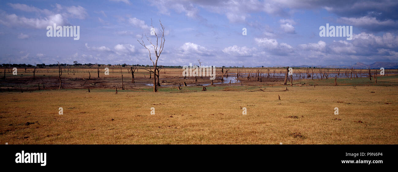 A forest killed by a man-made dam is exposed during the dry season ...