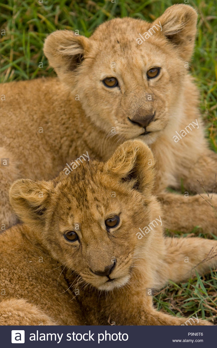 African lion cubs panthera leo hi-res stock photography and images - Alamy