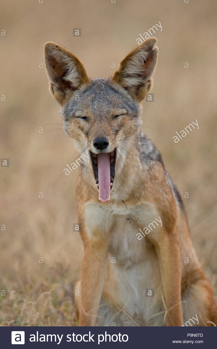 Black backed jackal yawning hi-res stock photography and images - Alamy