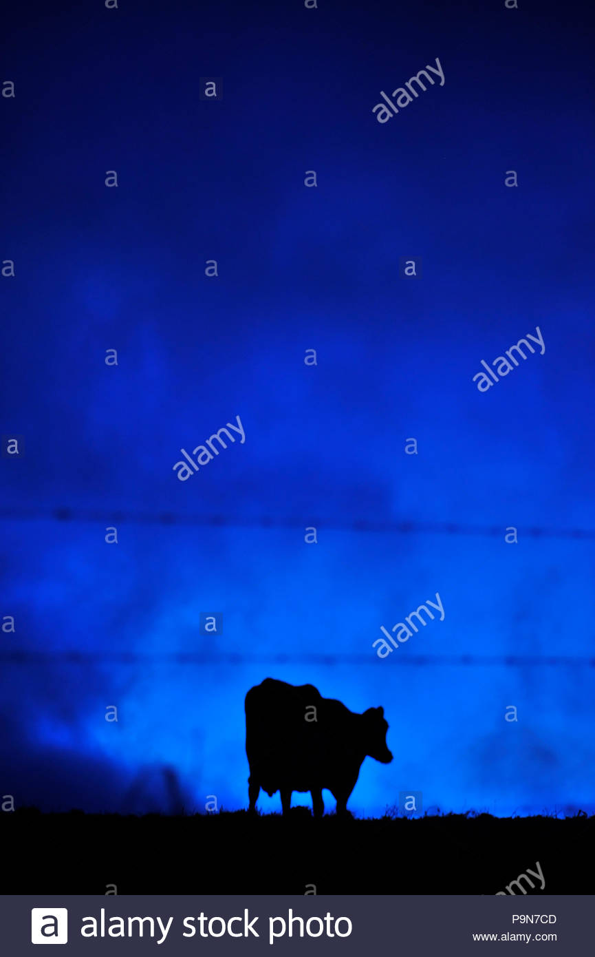 Cows At Night Stock Photos & Cows At Night Stock Images - Alamy