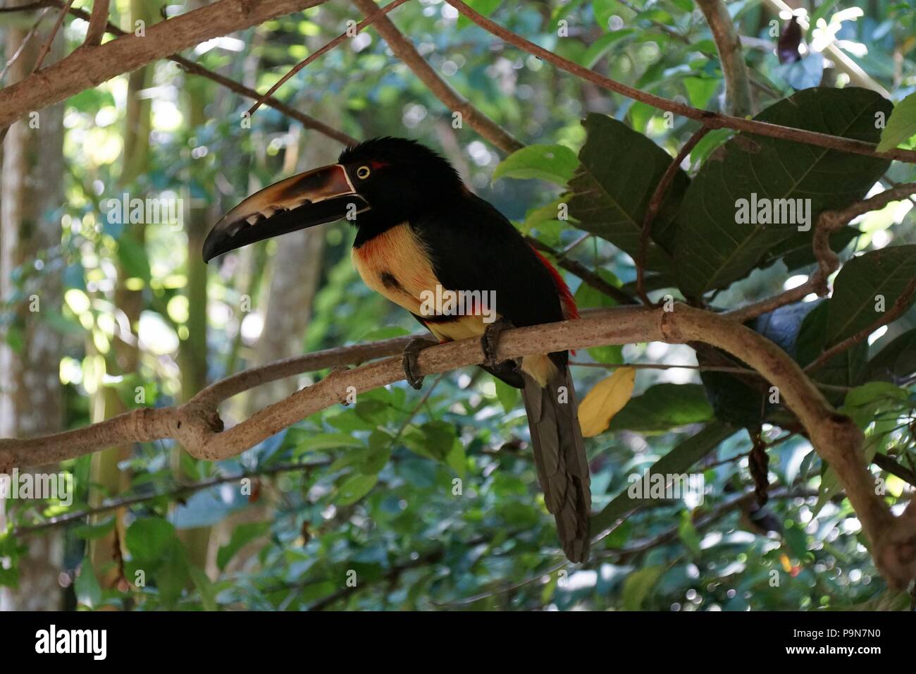 Portrait of Collared Aracari toucanet on the branch Stock Photo - Alamy
