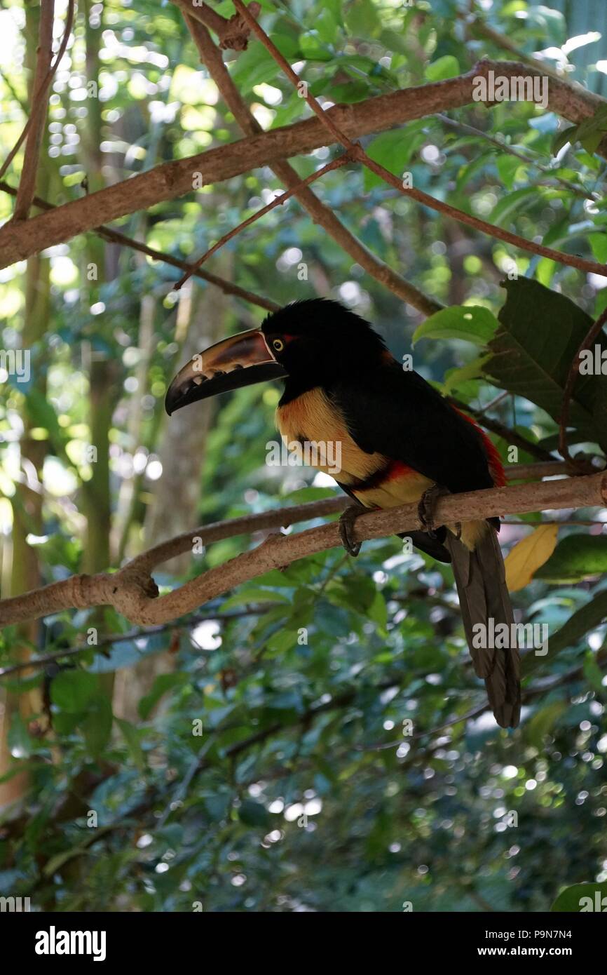 Vertical portrait of Collared Aracari toucanet on the branch Stock ...