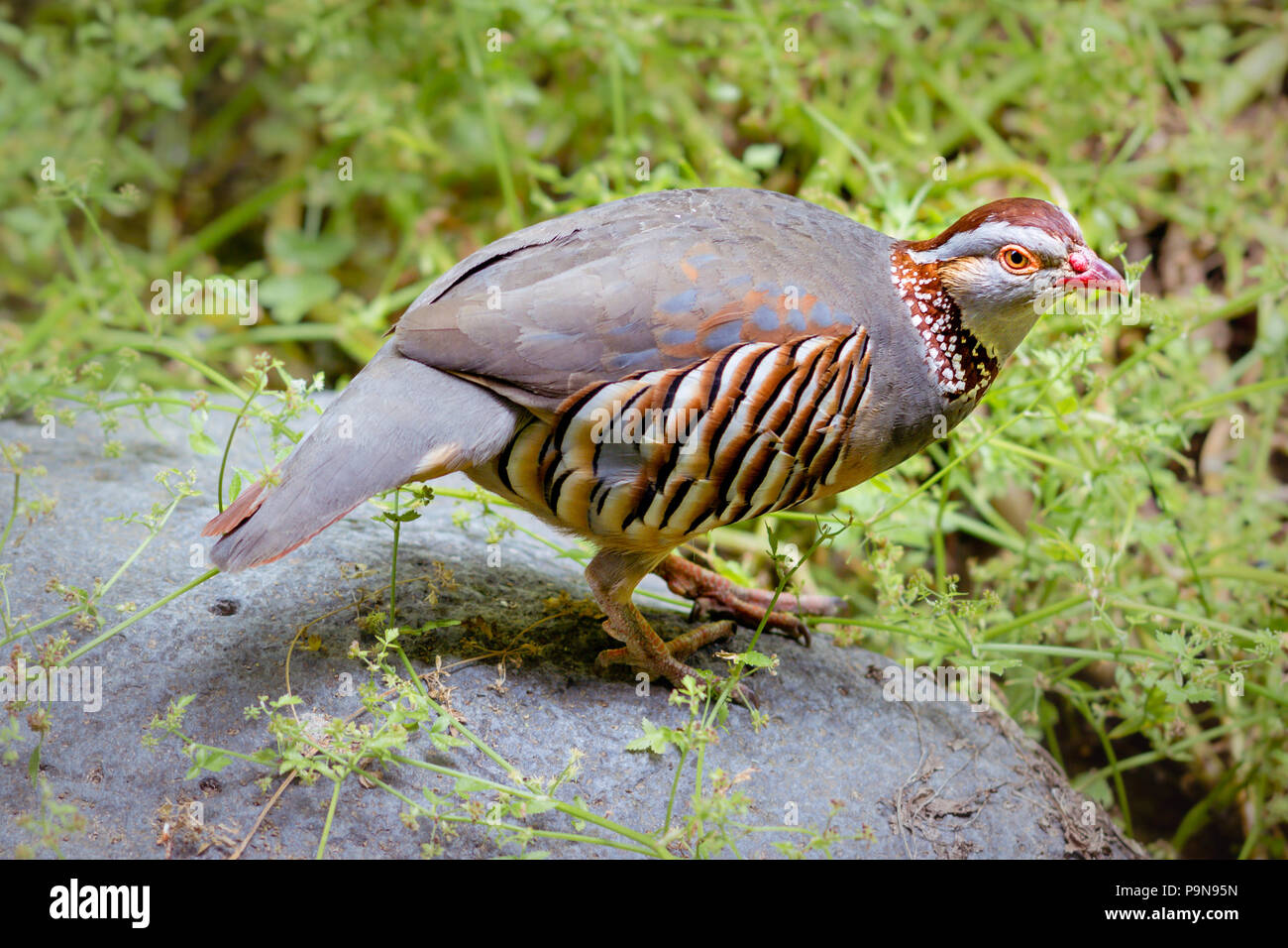 A barbary partridge, national bird of Gibraltar and native of north ...