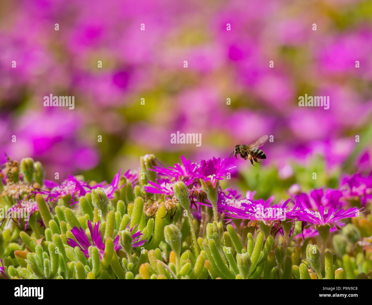 Purple wild flower blossom with bee flying on the ground at Los Angeles ...