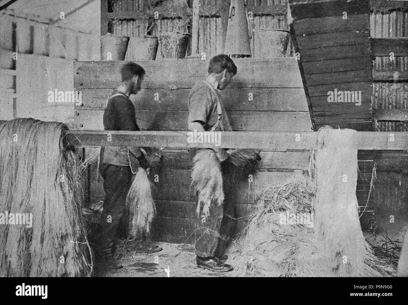 Scutching flax hi-res stock photography and images - Alamy