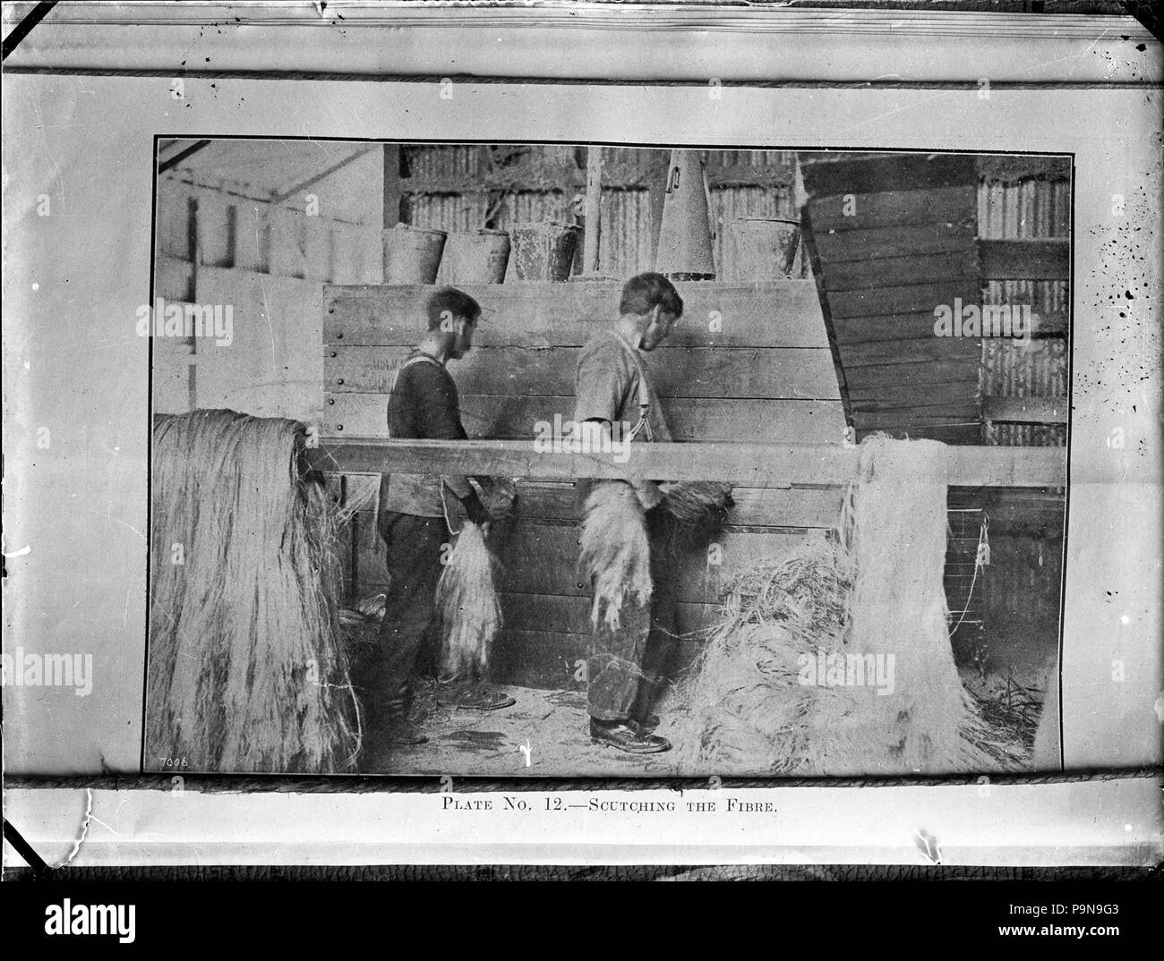Scutching flax hi-res stock photography and images - Alamy