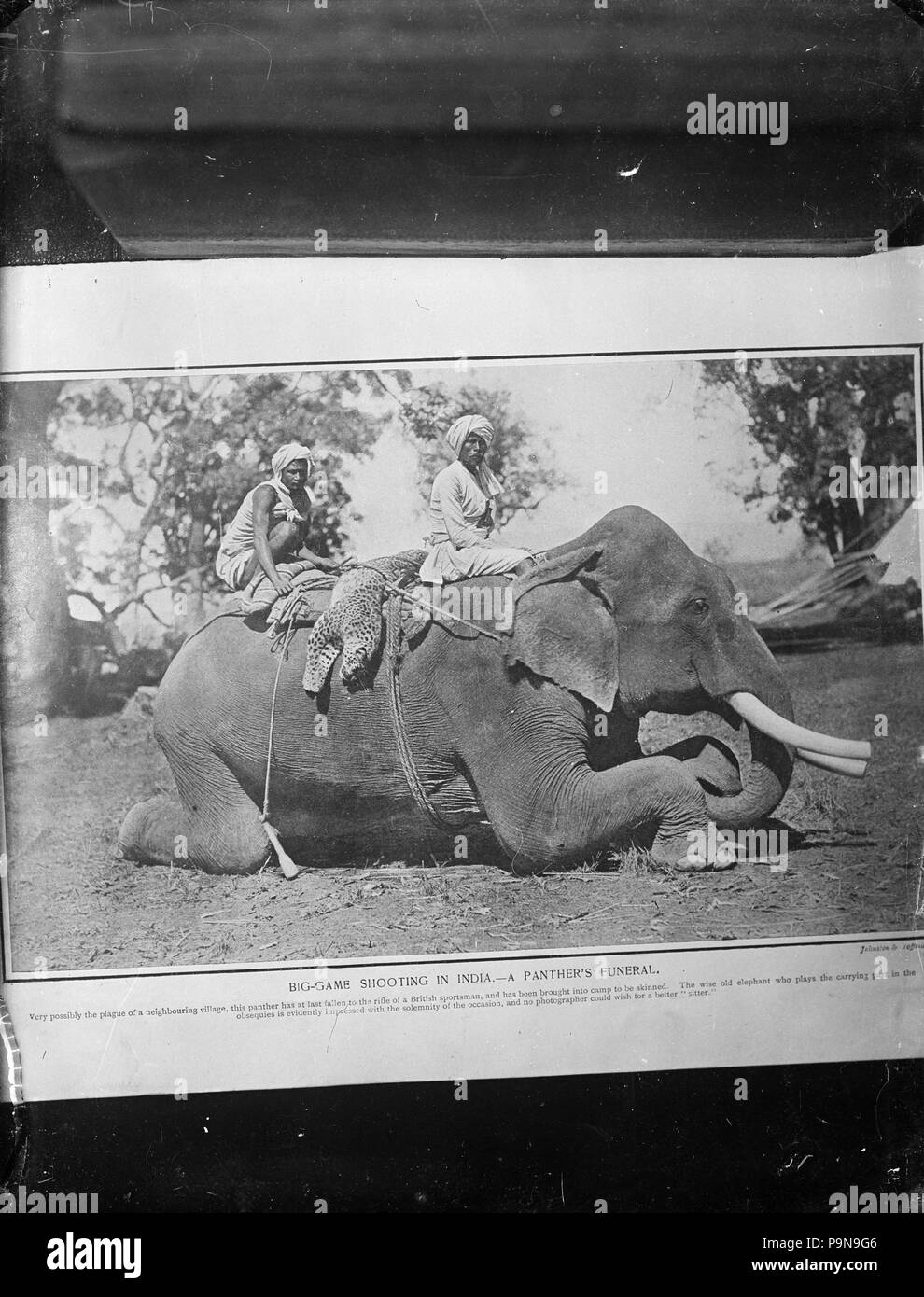 Elephant across Black and White Stock Photos & Images - Alamy