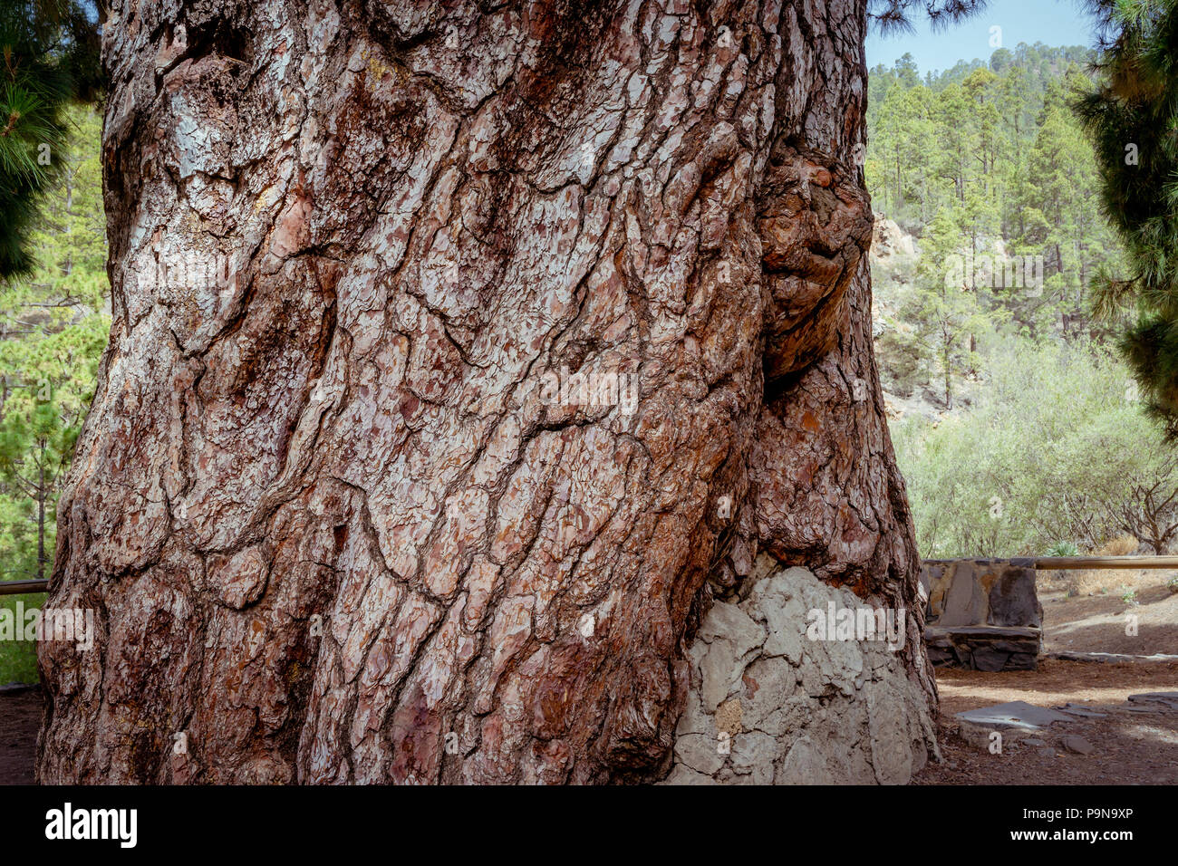 Pino Gordo in Vilaflor, Tenerife. An ancient Canary Island pine tree ...