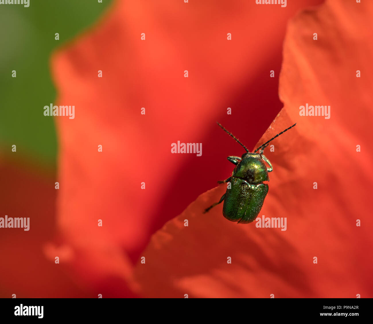 Metallic colours on beetle hi-res stock photography and images - Alamy