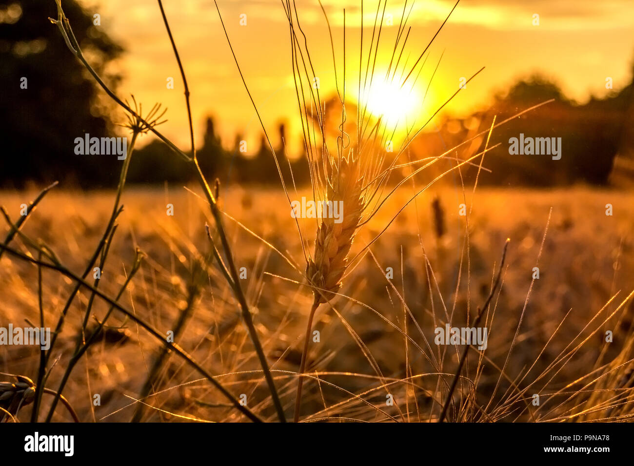 Sunset over the wheat field. Golden hour and field with grain Stock ...