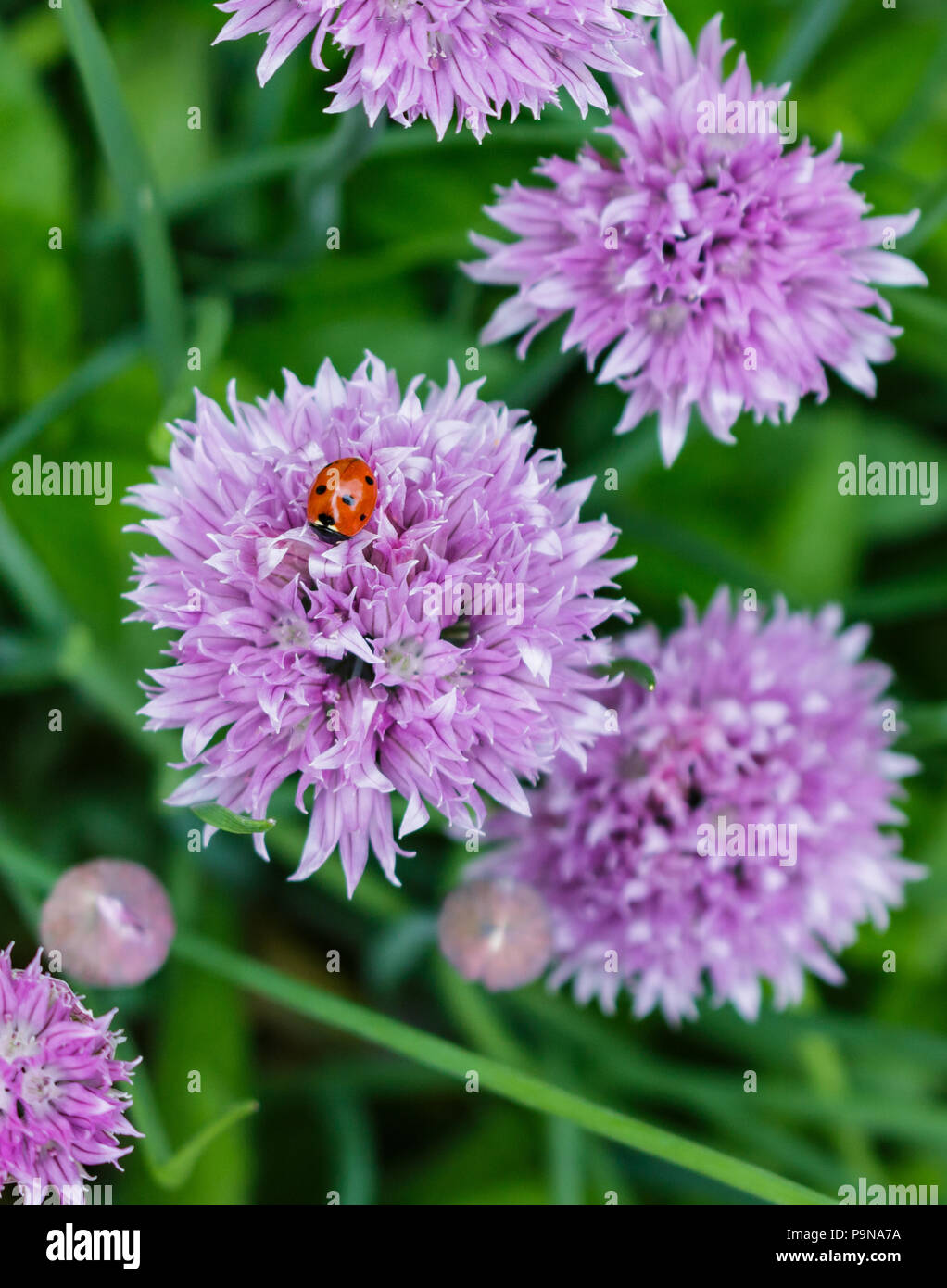 Onion pest hi-res stock photography and images - Alamy