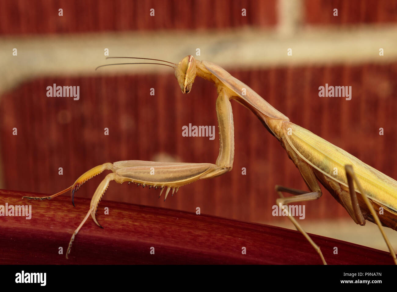 Bulging eye mantis hi-res stock photography and images - Alamy