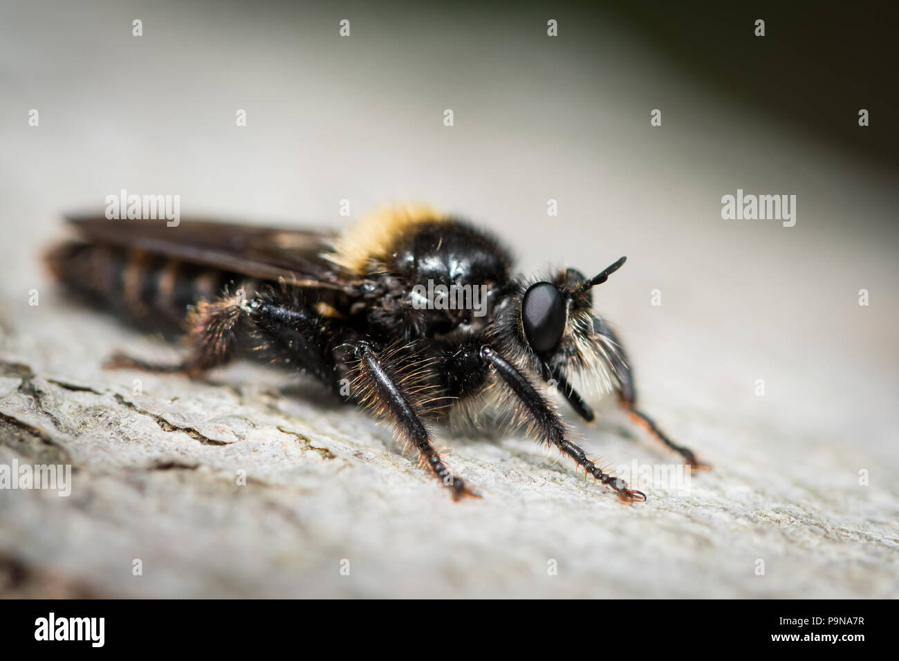 Big robberfly hi-res stock photography and images - Alamy