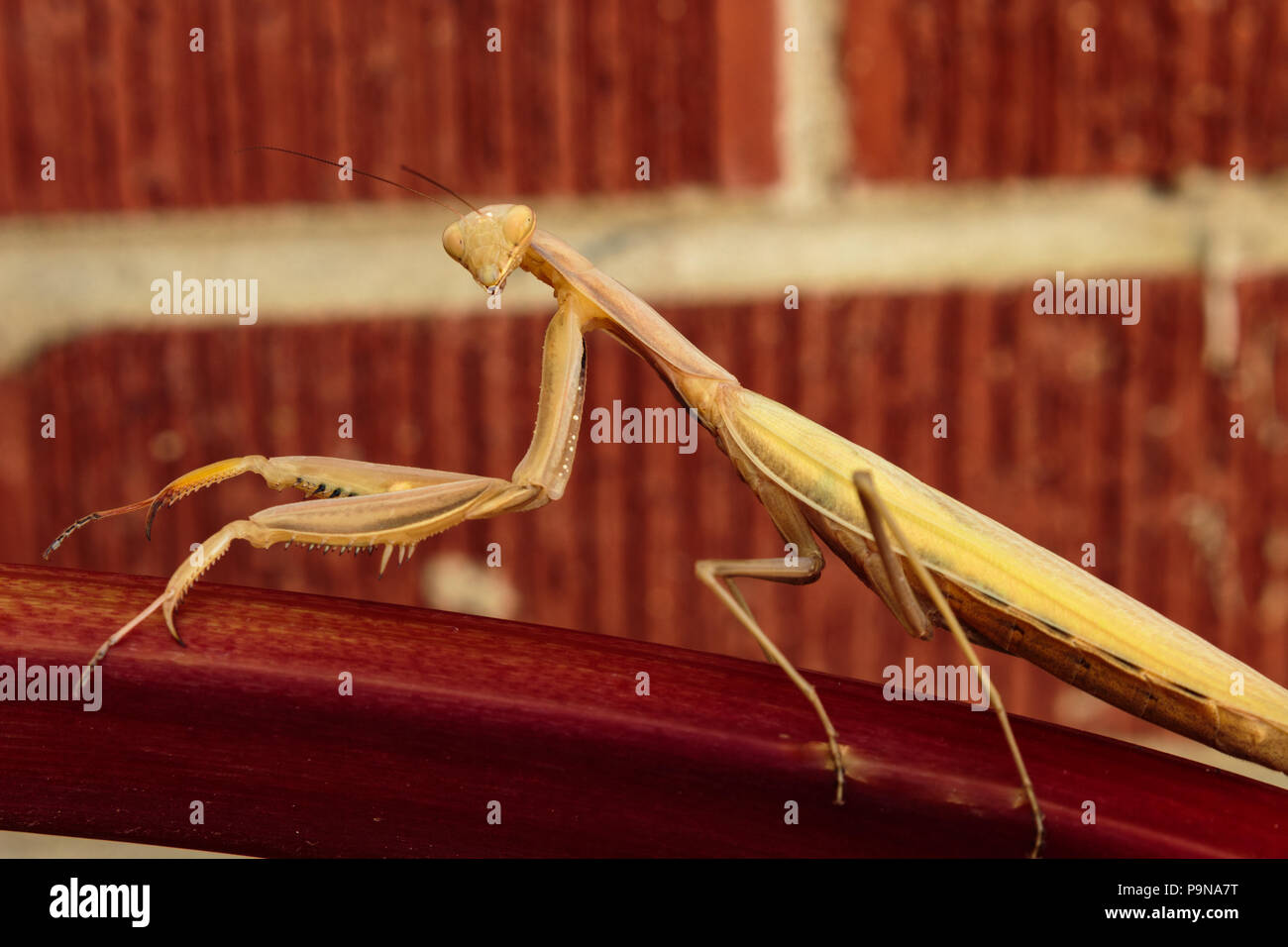 Preying insect hi-res stock photography and images - Alamy