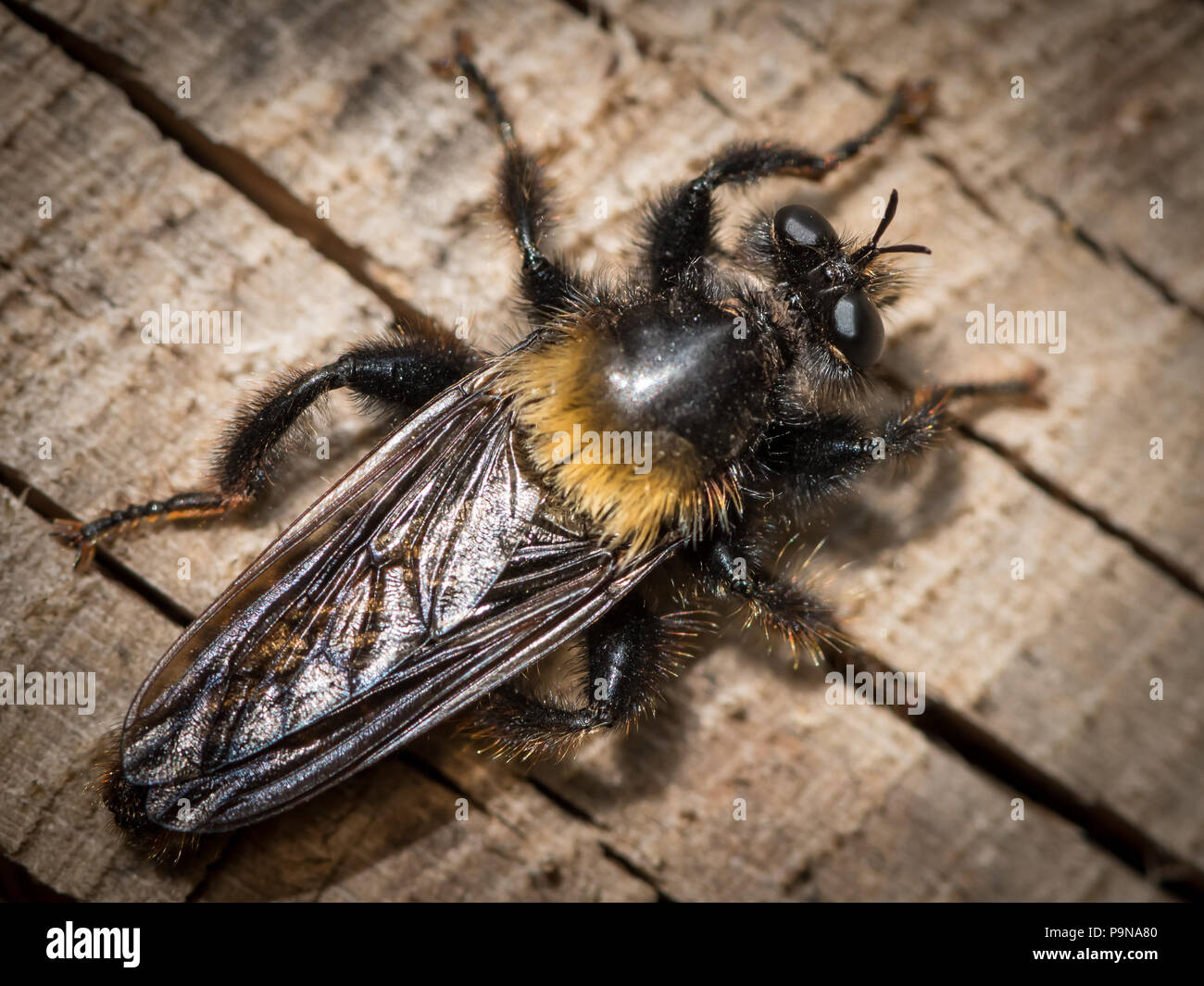 Big robberfly hi-res stock photography and images - Alamy