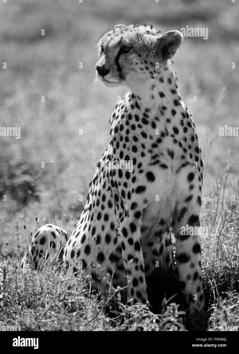 African predator photo hi-res stock photography and images - Alamy