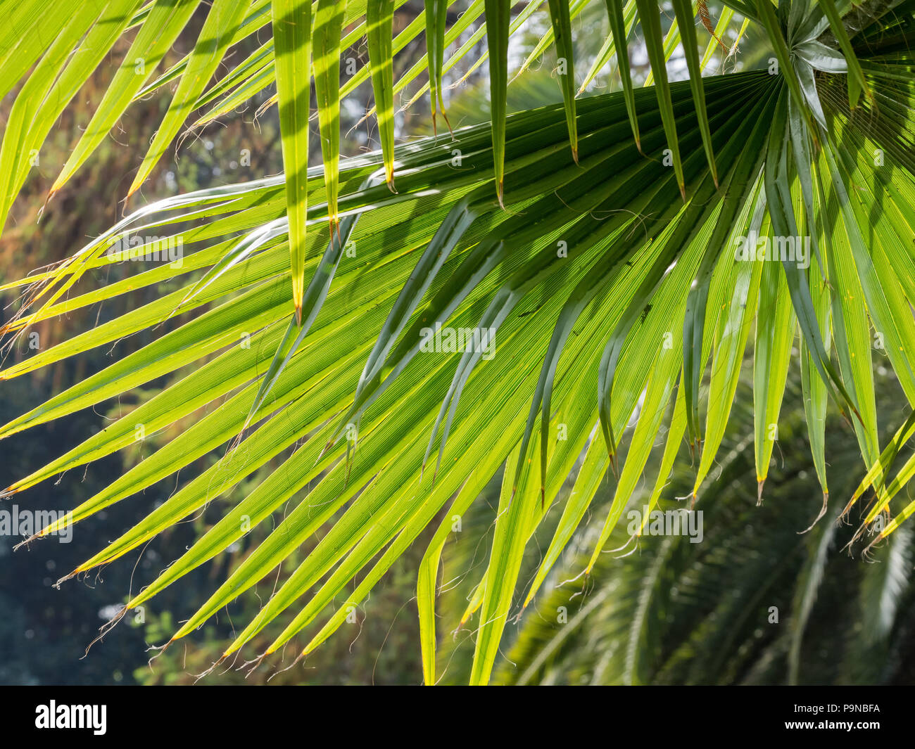 Arcadia california palm hi-res stock photography and images - Alamy