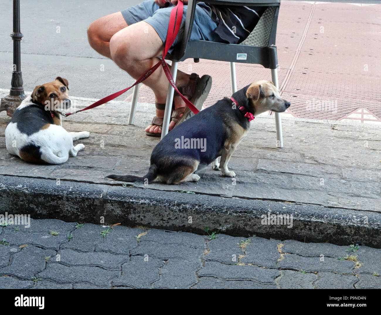 Dogs watching owner hi-res stock photography and images - Alamy