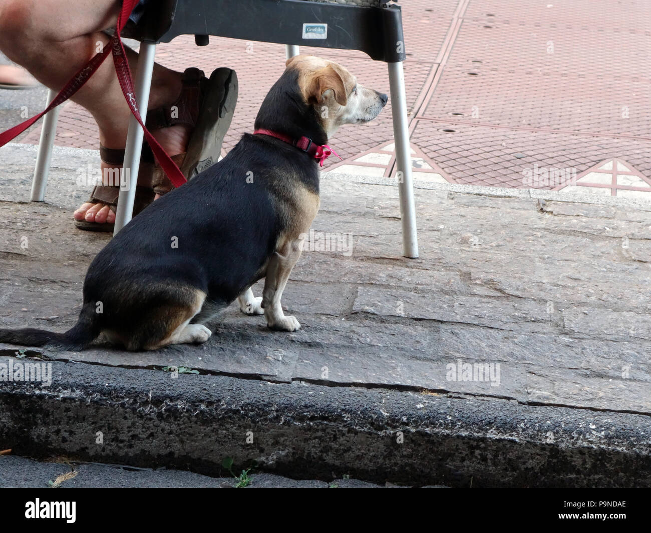 Terrier dog waits for his master by sitting under the restaurant table ...