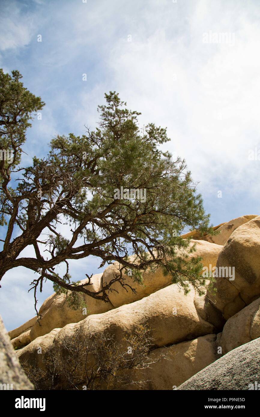 Tree growing in the Joshua Tree desert Stock Photo - Alamy