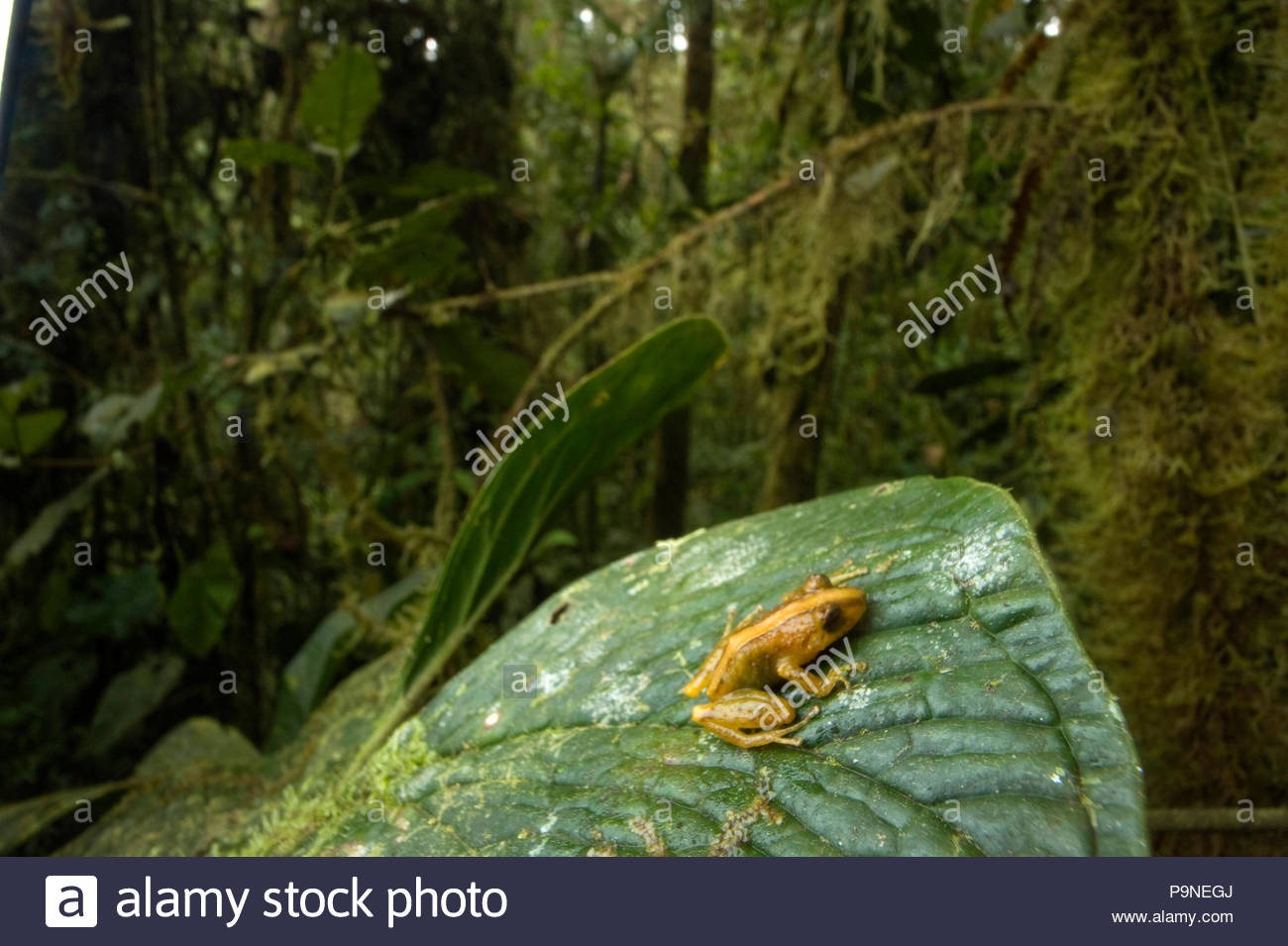 Robber Frog Stock Photos & Robber Frog Stock Images - Alamy