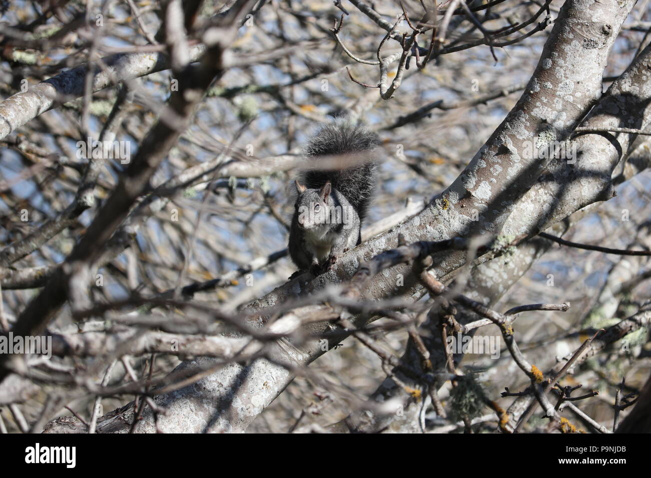 Blend of animals hi-res stock photography and images - Alamy