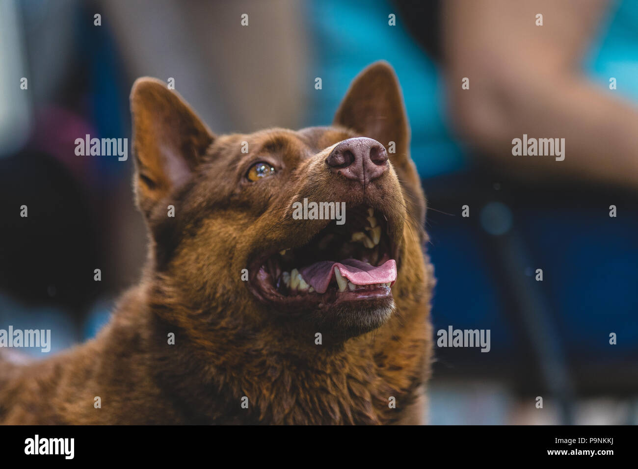 Pet Dogs of Summer Stock Photo - Alamy