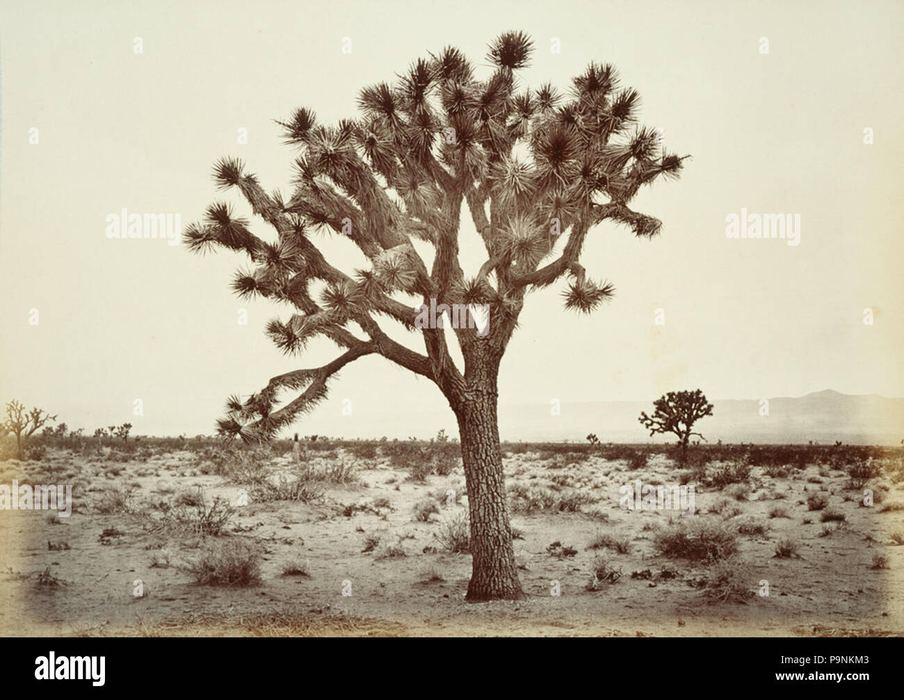 71 50. Paper tree, Mohave Desert, California Stock Photo - Alamy