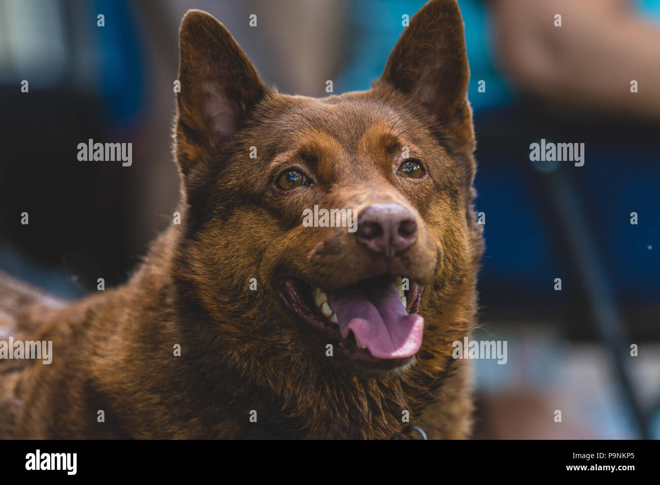 Pet Dogs of Summer Stock Photo - Alamy
