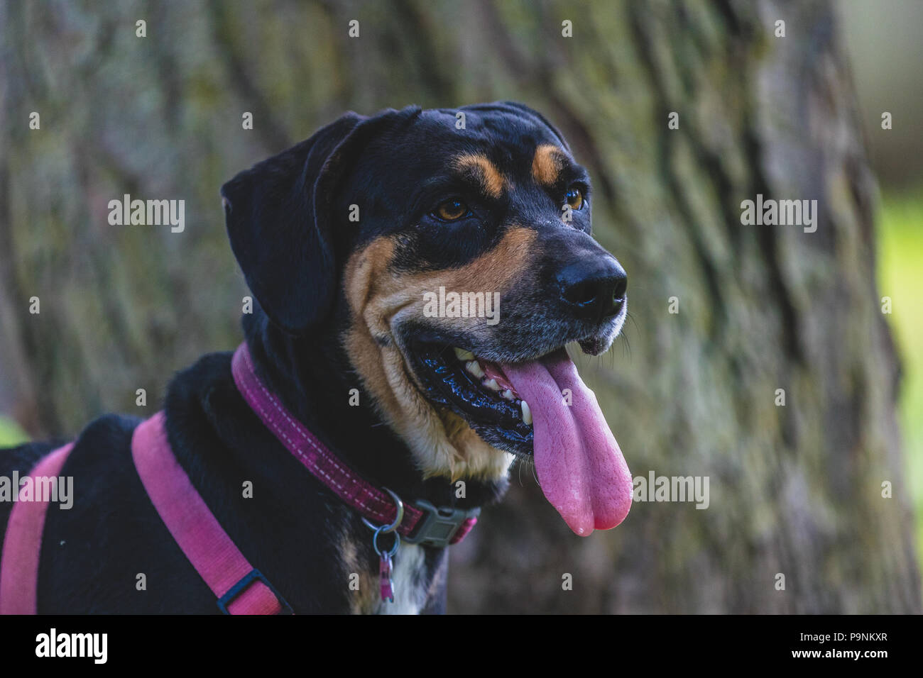 Pet Dogs of Summer Stock Photo - Alamy