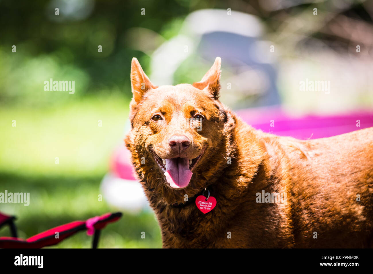 Pet Dogs of Summer Stock Photo - Alamy
