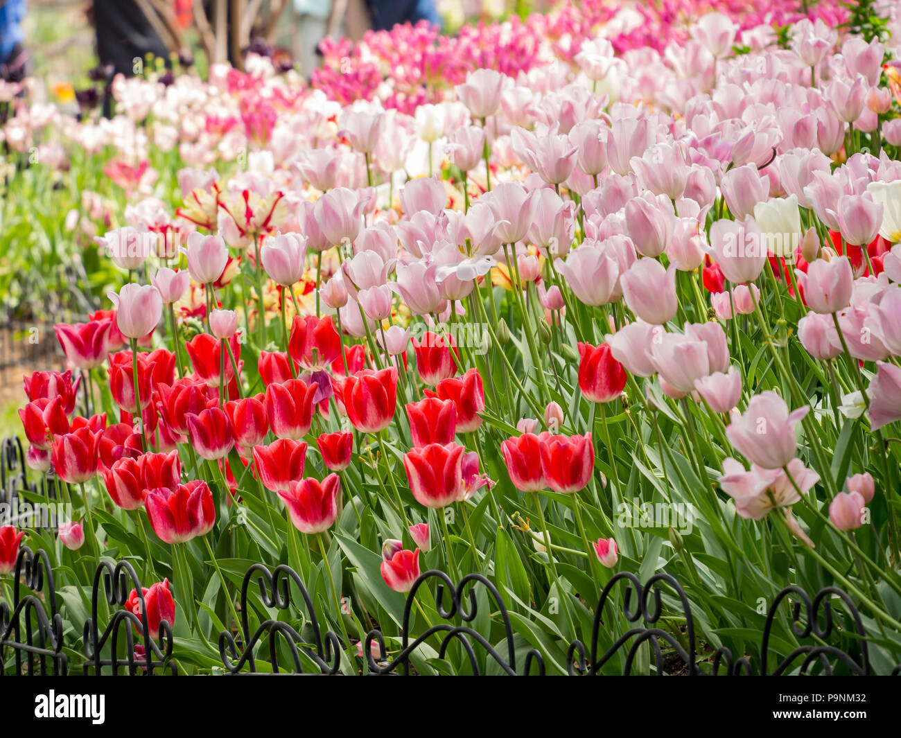 Beautiful colorful tulips blossom everywhere at Los Angeles, California ...
