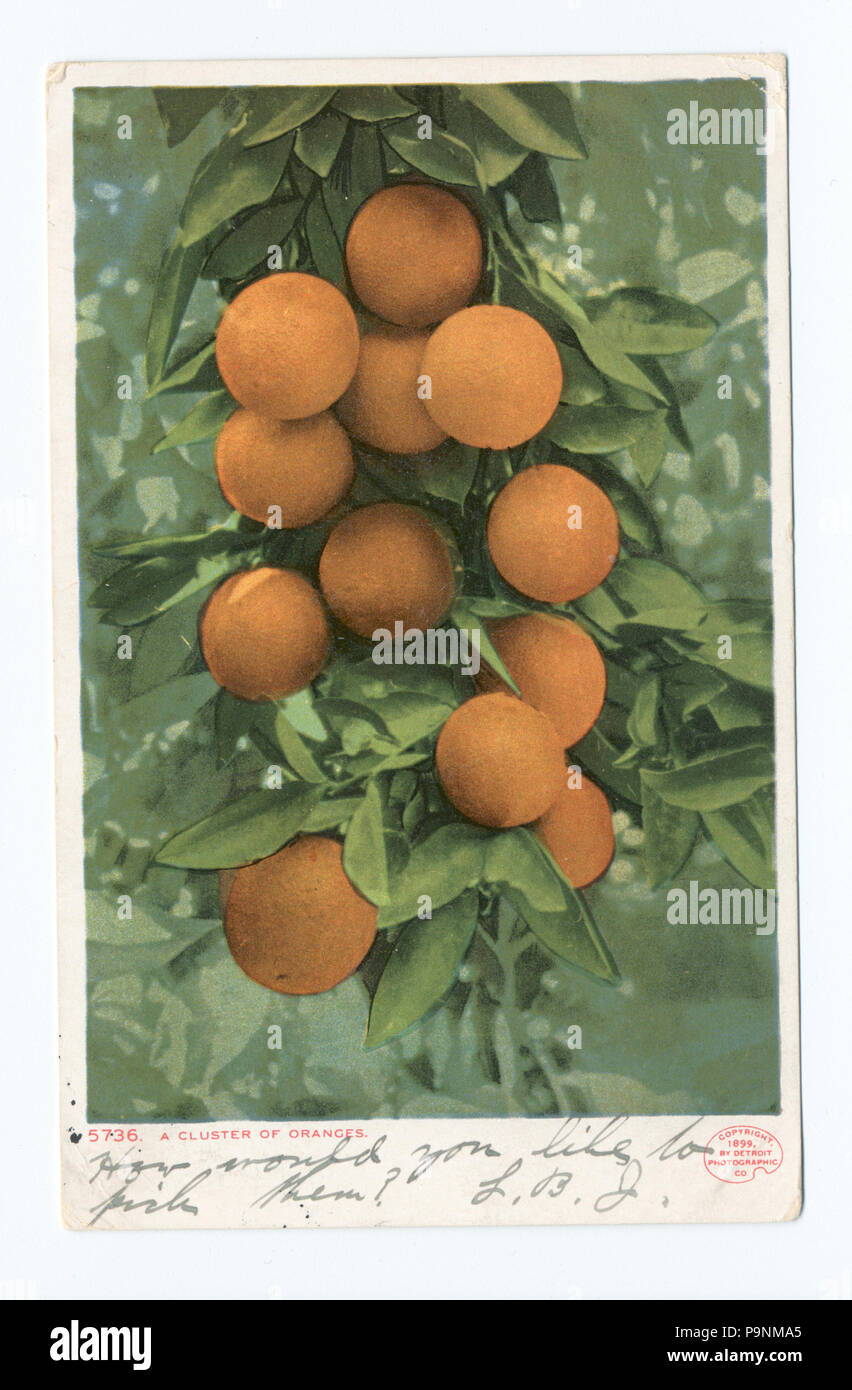 Orange groves florida workers hi-res stock photography and images - Alamy