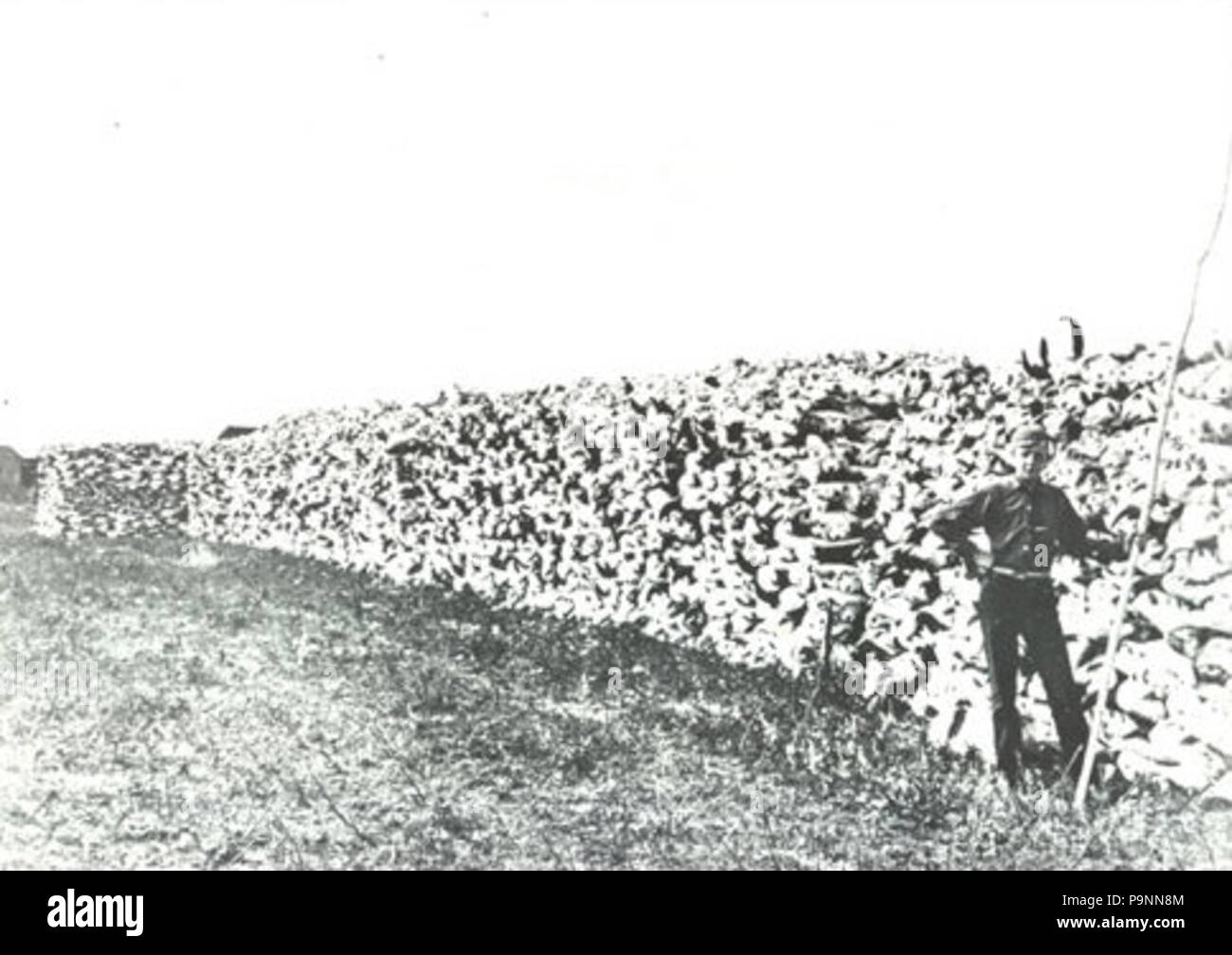 Buffalo bones pile hi-res stock photography and images - Alamy