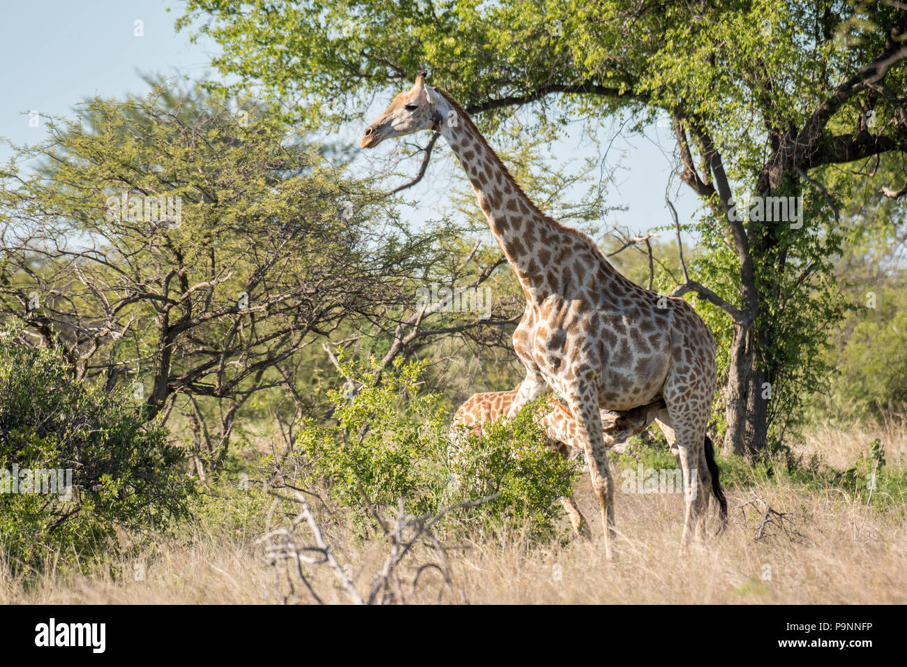 A mother giraffe in the savanna of Zimbabwe stands and nurses her young ...