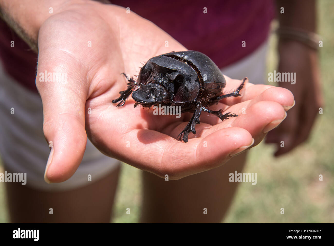 A dung beetle hi-res stock photography and images - Alamy