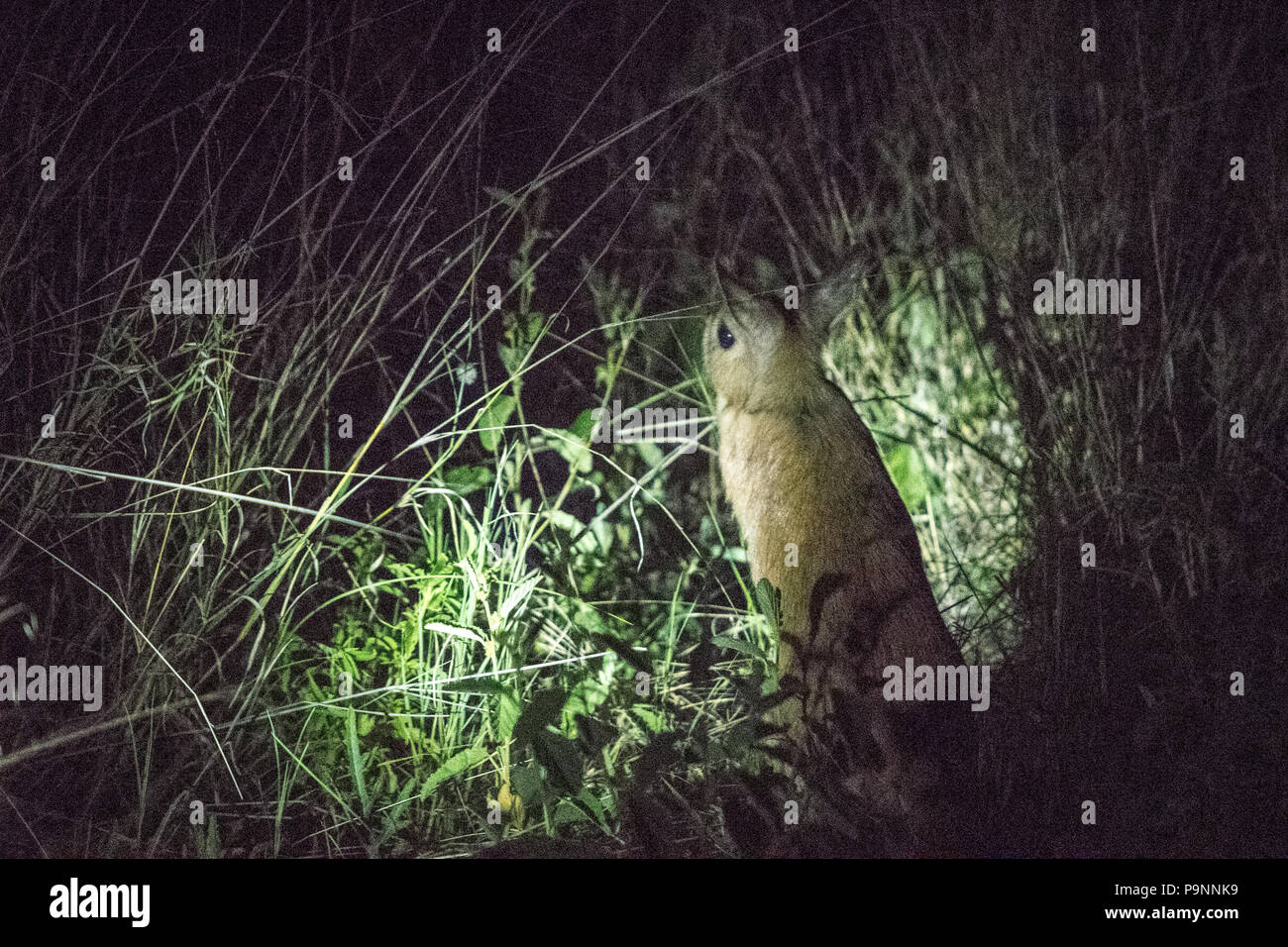 Springhare hi-res stock photography and images - Alamy