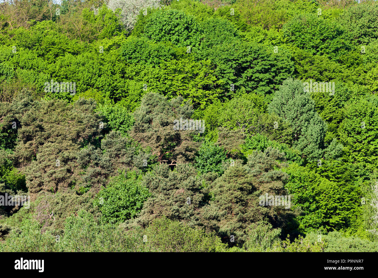 treetops green mixed deciduous and coniferous forest in spring, close ...