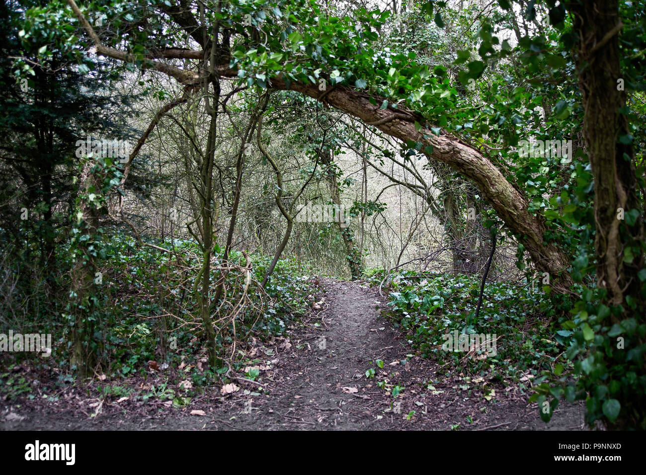 An ancient footpath tunnel through woodland in Brackley with trees ...
