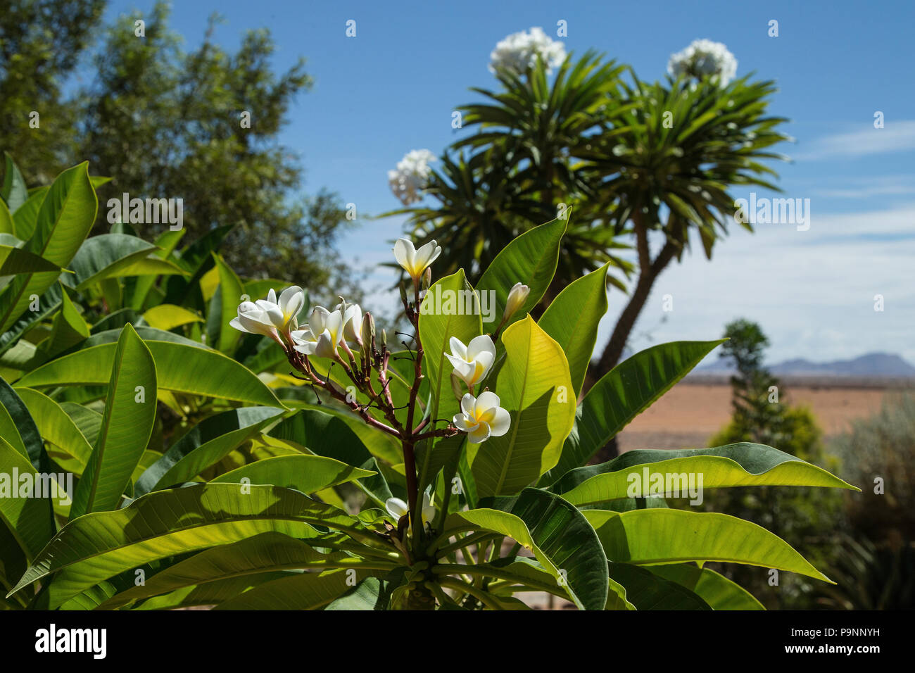 The Temple tree - Plumeria - or Frangipani with flowers and leaves ...