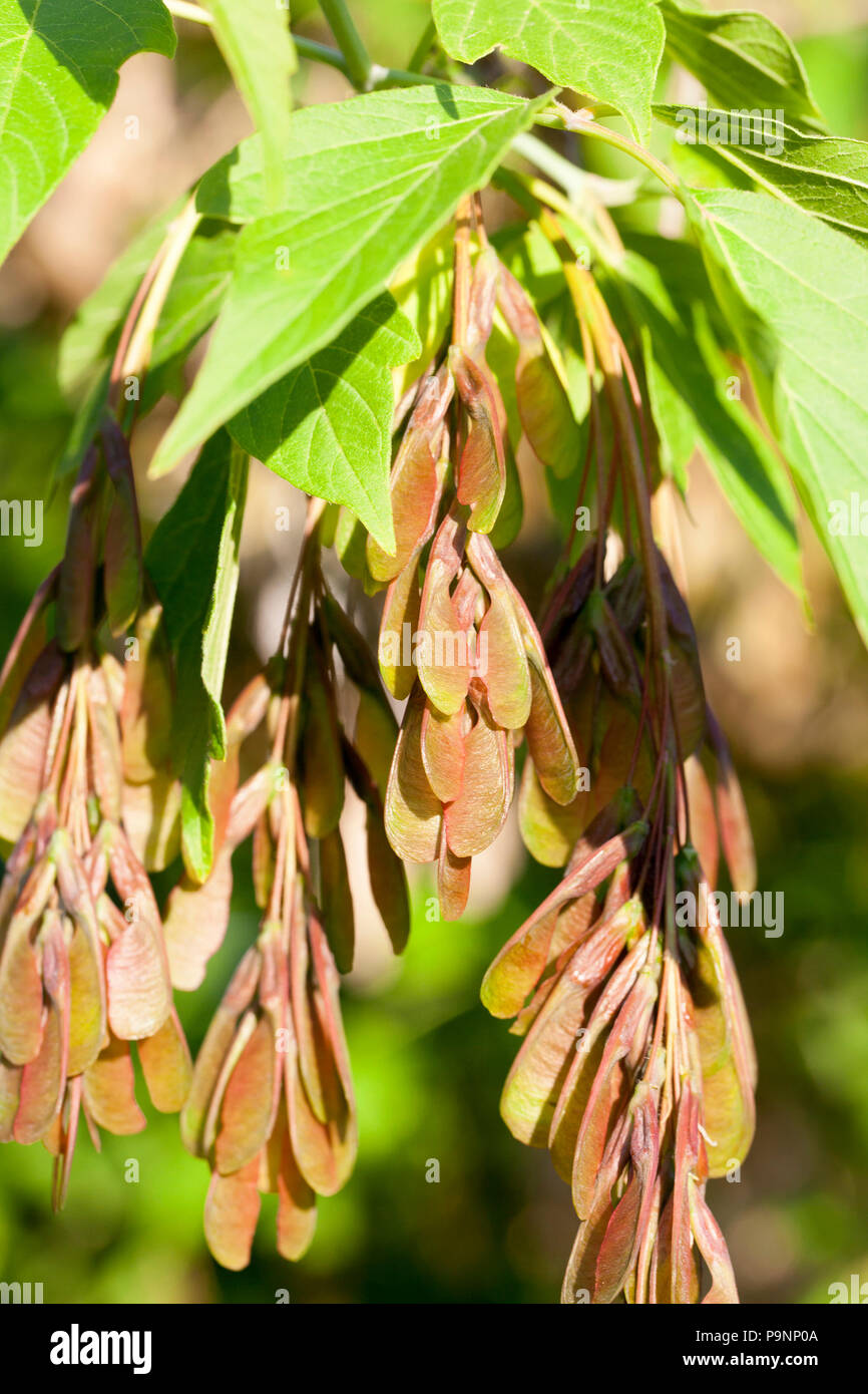 ash seeds in the summer, close-up photo Stock Photo - Alamy