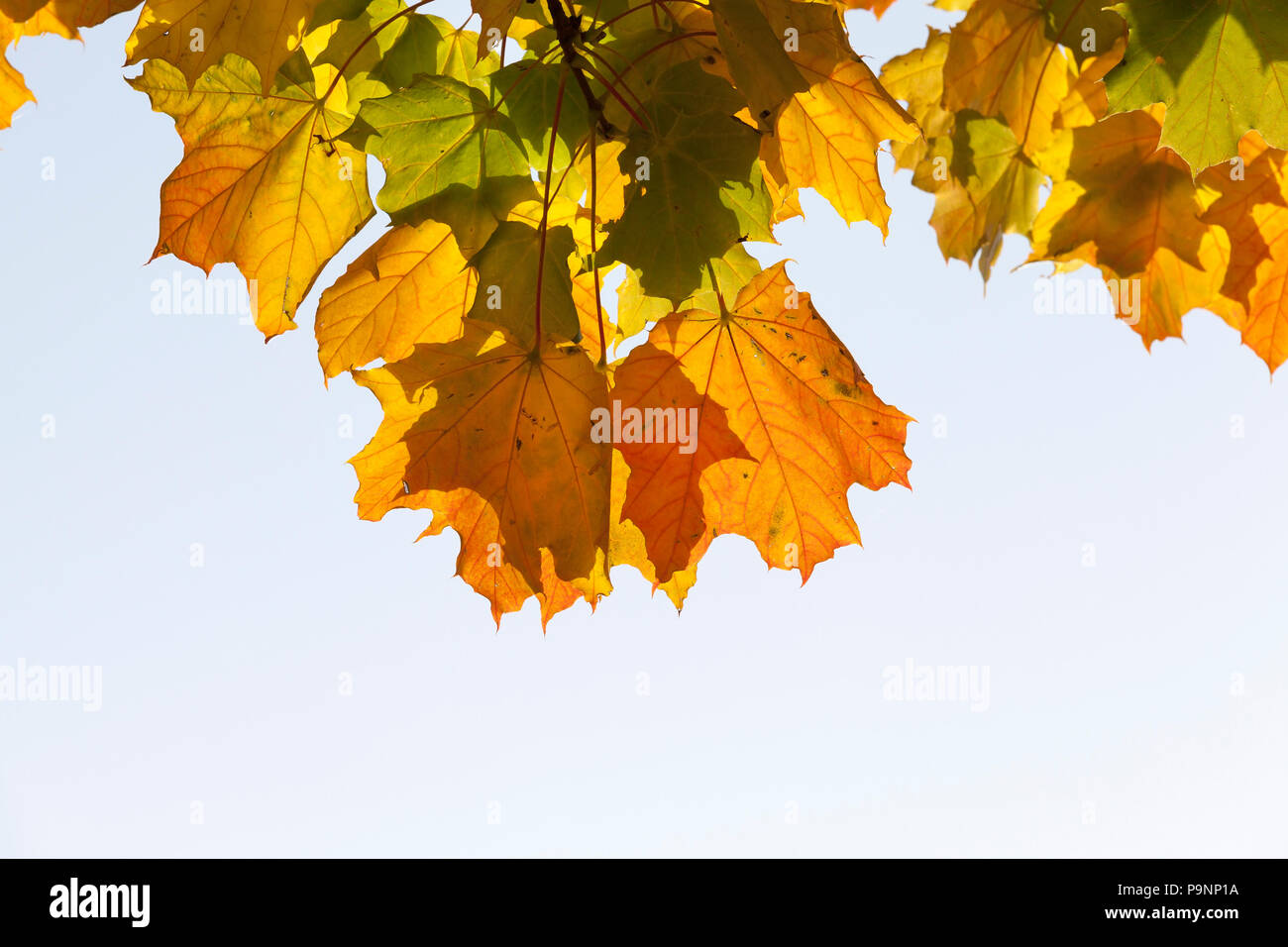 sunny weather in autumn park with maples, bottom view Stock Photo - Alamy