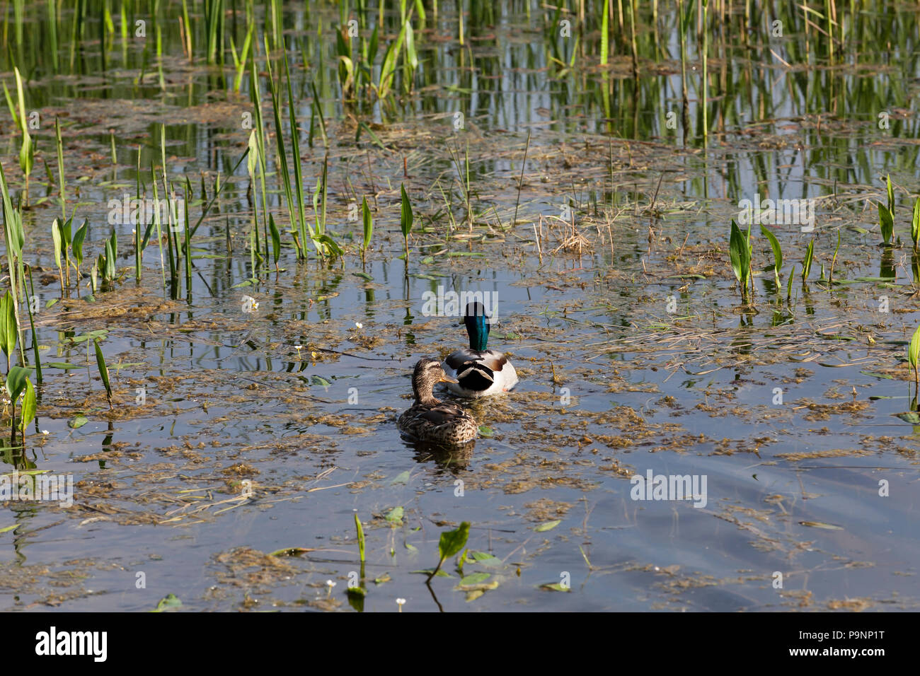 Muddy water ducks hi-res stock photography and images - Alamy