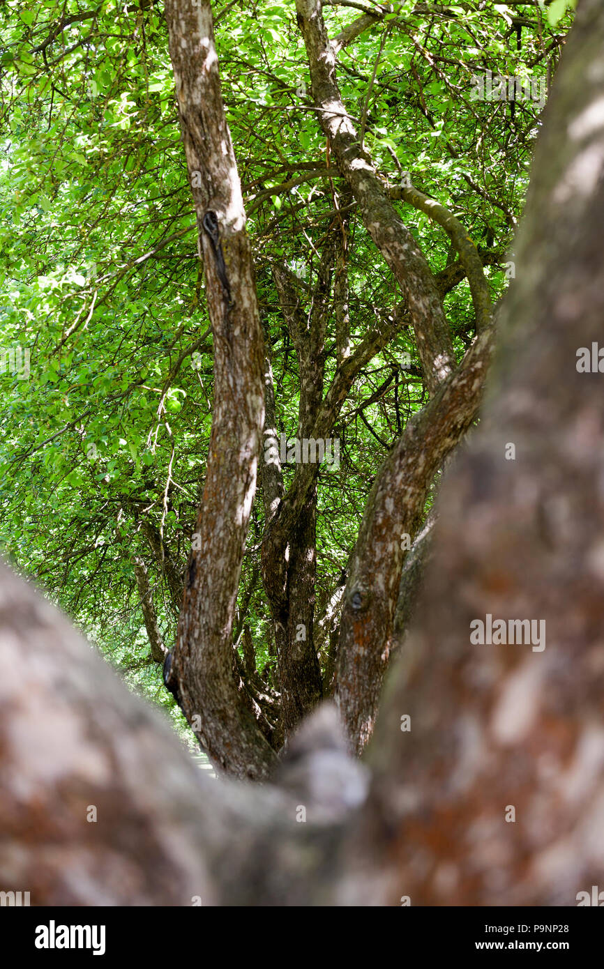 photo growing in a row of trees photographed through the trunk of ...