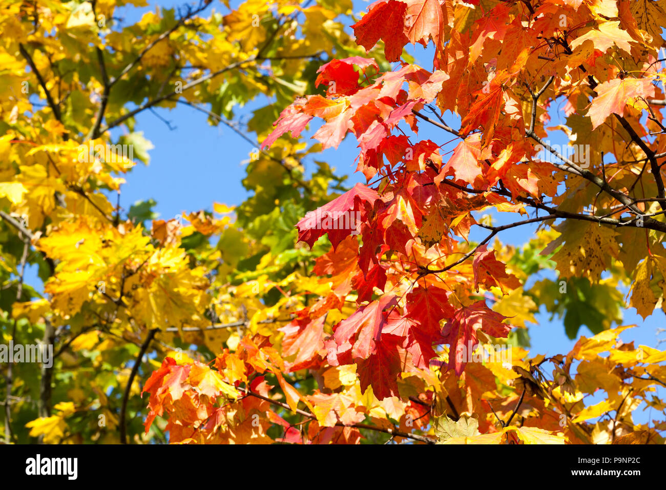 red, yellow and green maple leaves on different trees in autumn park ...