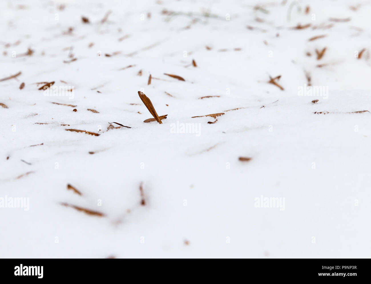 New seeds in snow hi-res stock photography and images - Alamy