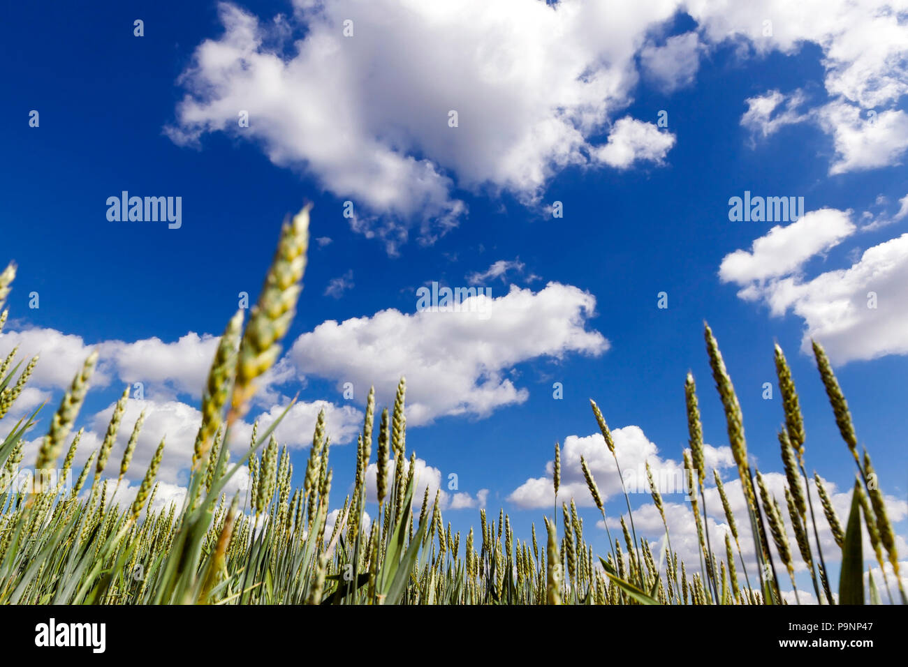 small clouds during a photo close-up of long sprouts of wheat before ...