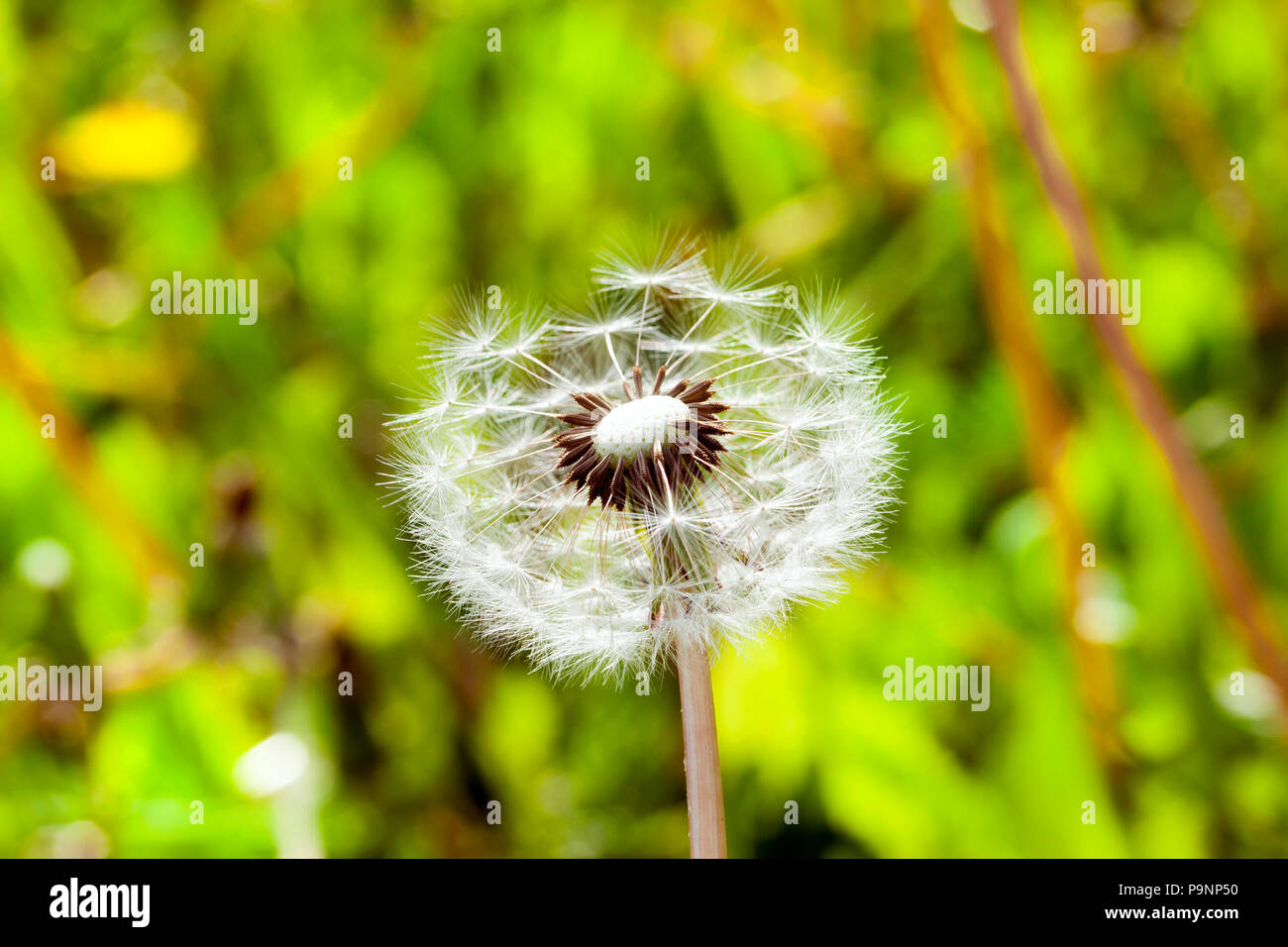 whitened and half scattered from the wind is not a round mature ...